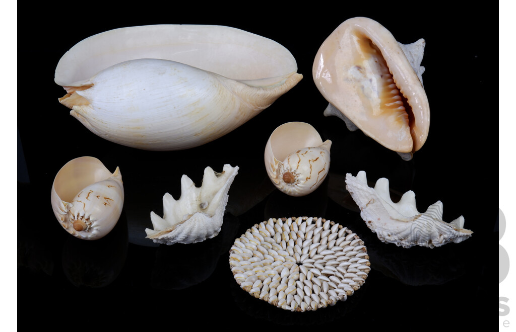 Large Nice Crown Baler Shell with - Lot 1459915 | ALLBIDS